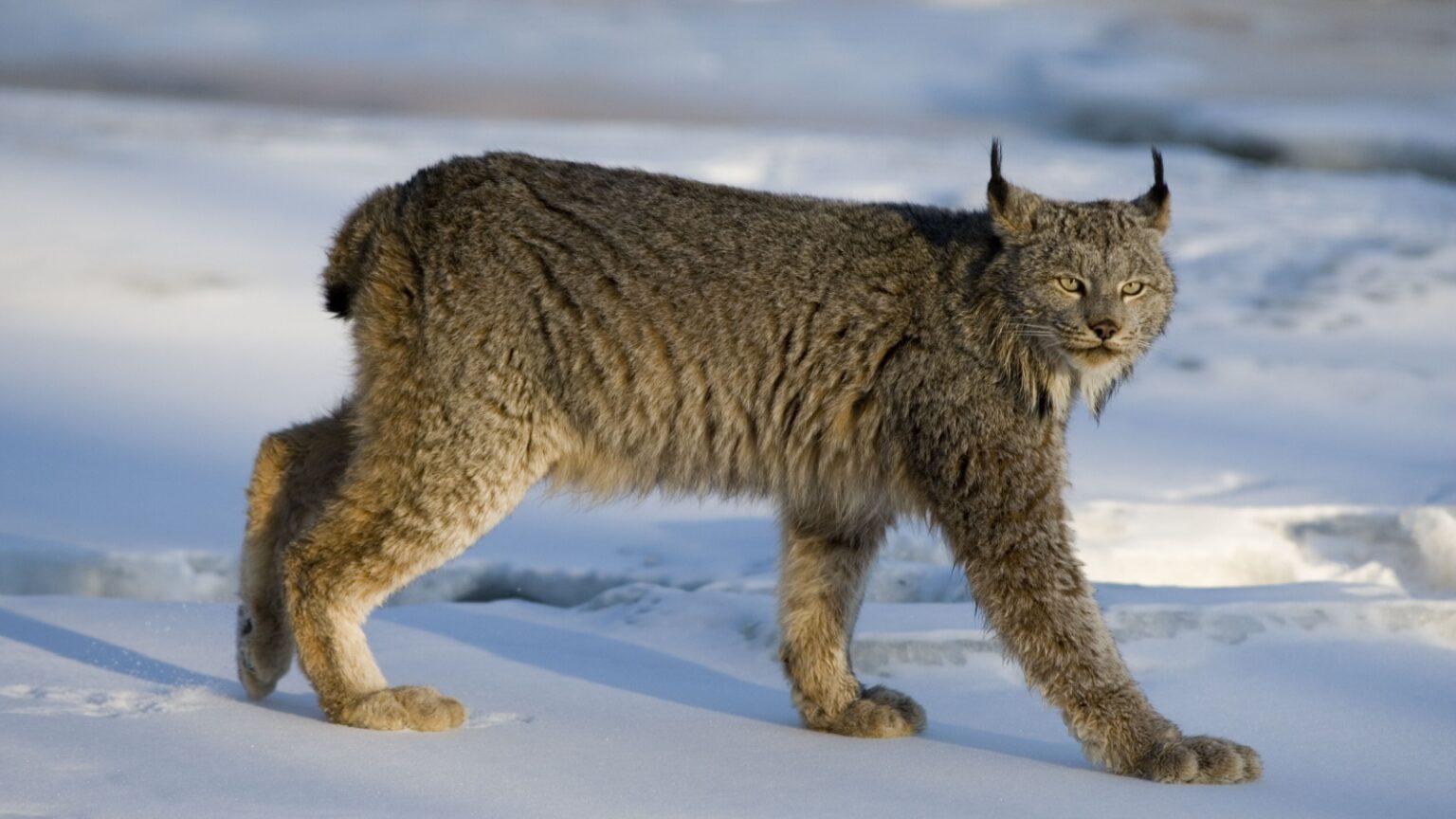 25 of North America's Most Dangerous Predators