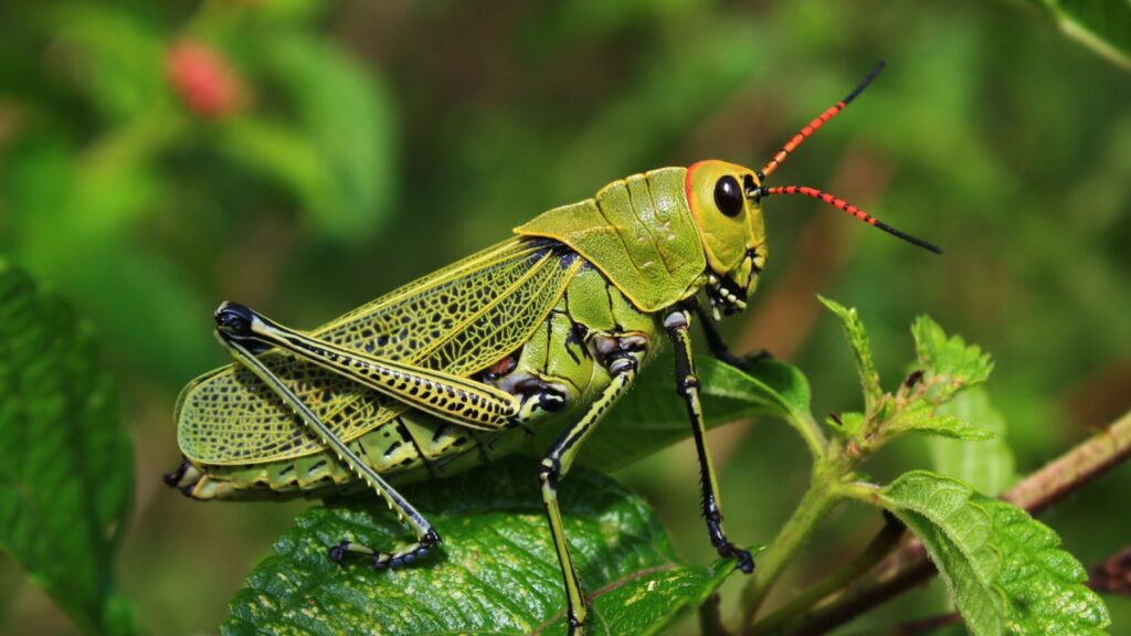 25 Insects Used In Traditional Dishes Around the World