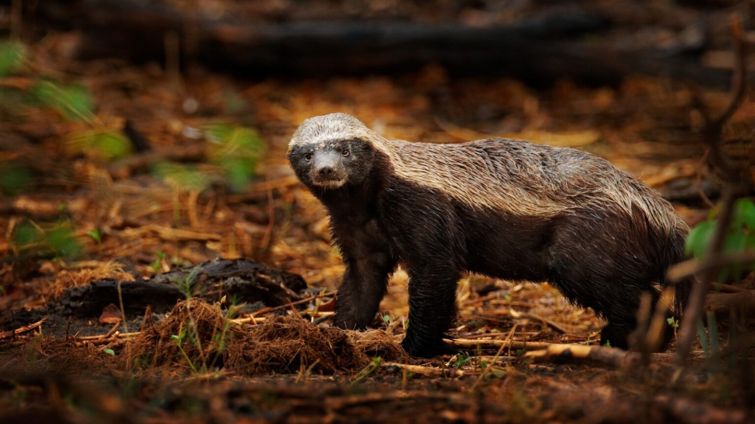 25 of North America's Most Dangerous Predators