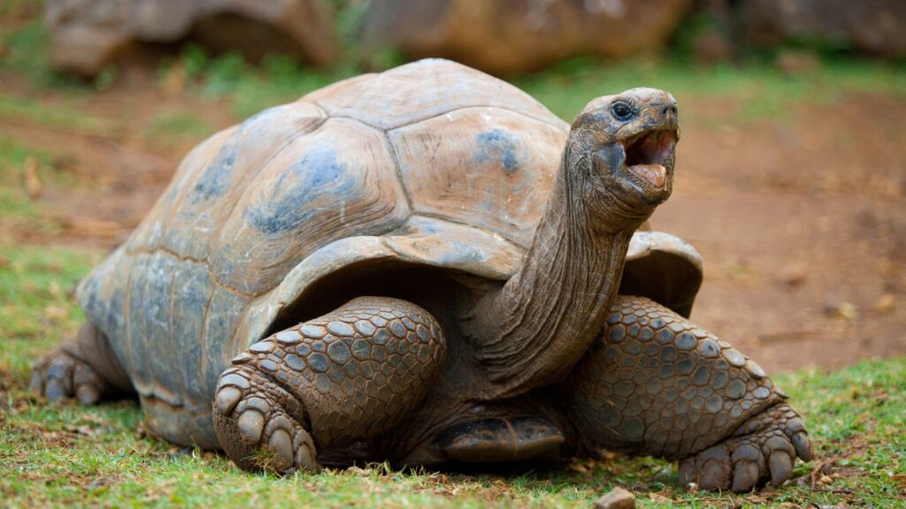 21 Organisms That Have the Longest Documented Lifespans