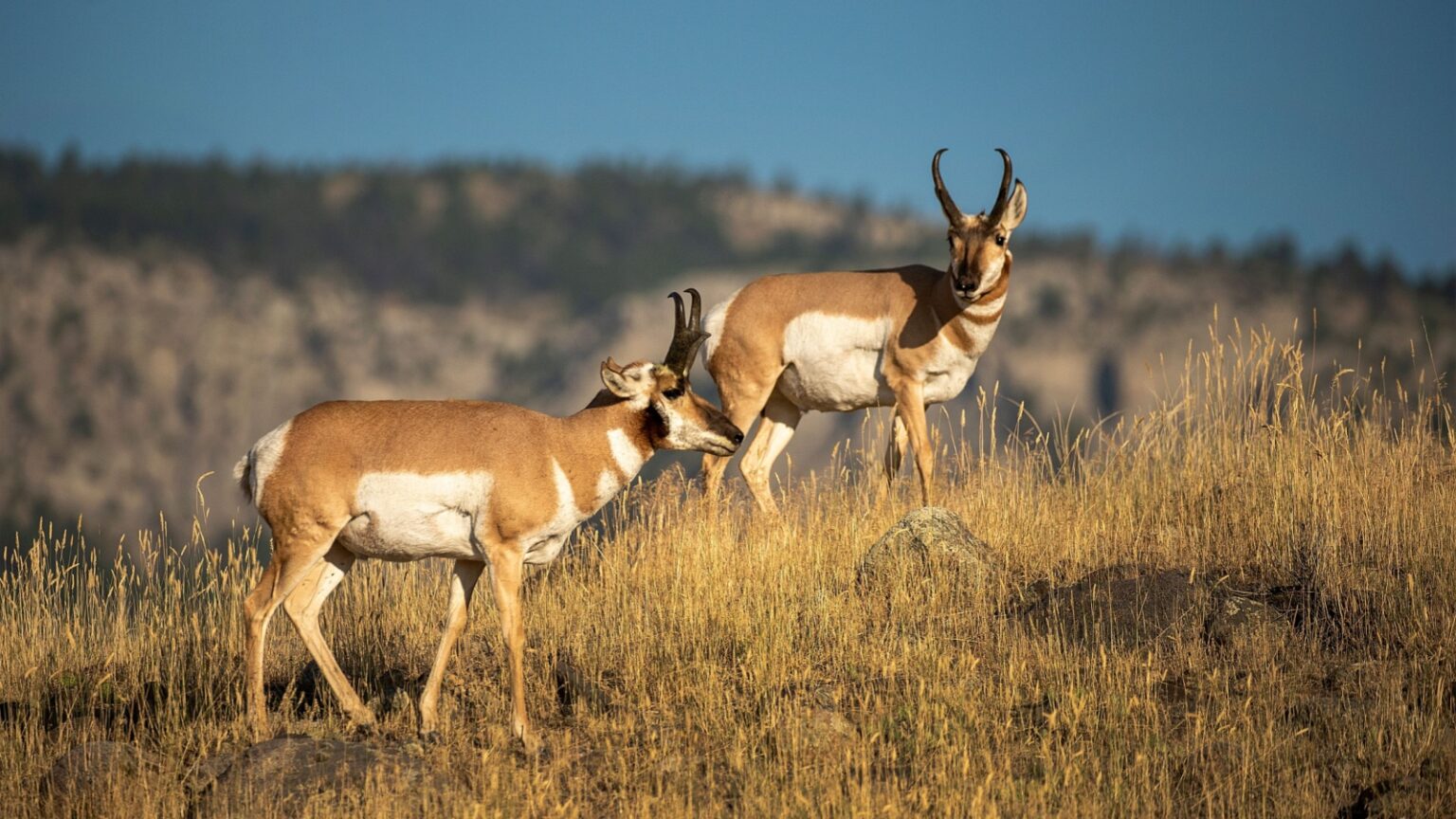25 of North America's Most Dangerous Predators