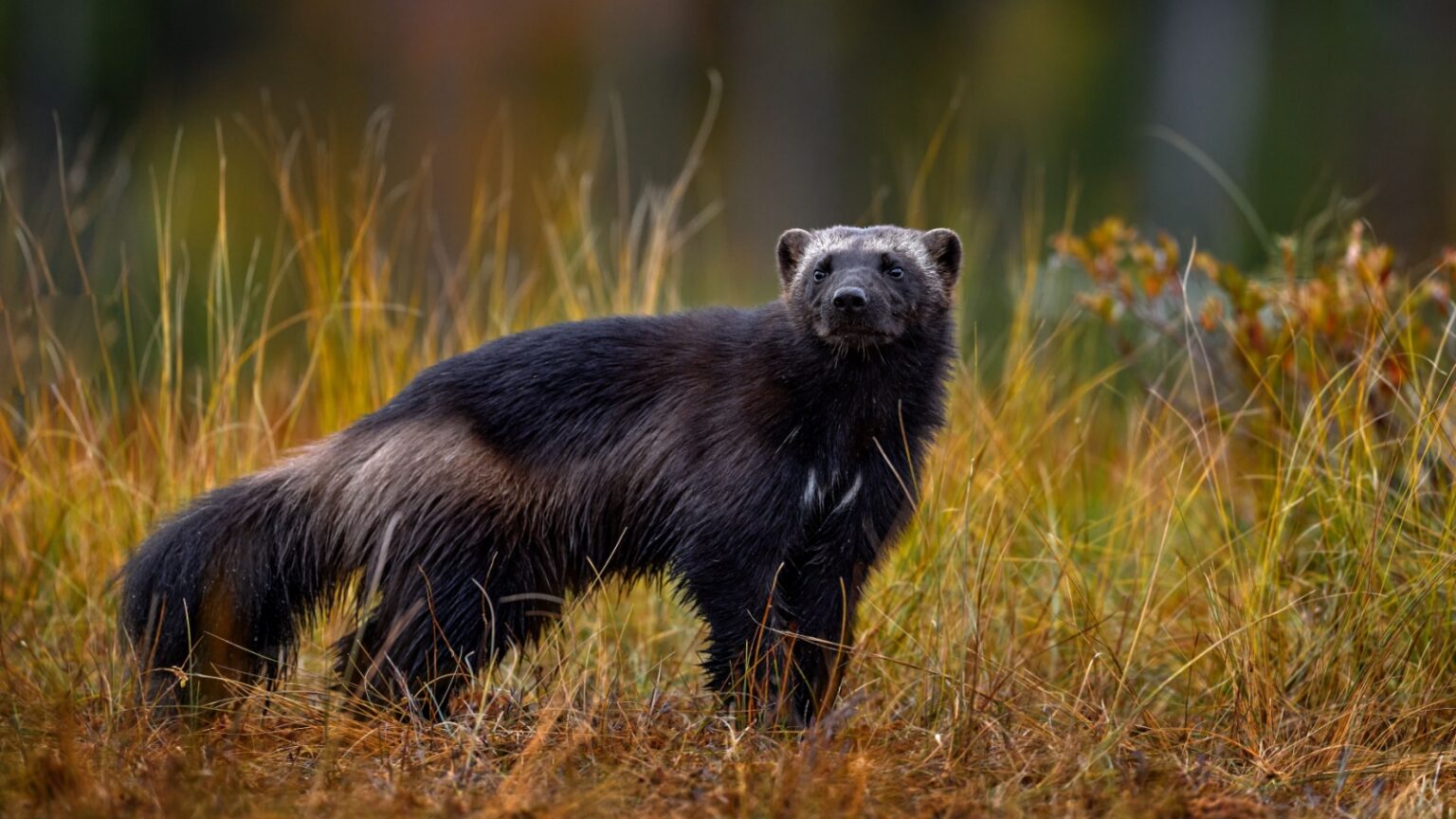 25 of North America's Most Dangerous Predators